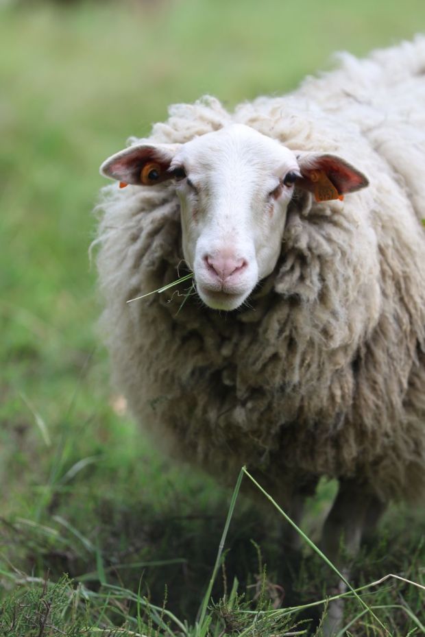 The Lord is still my shepherd – Christ a poet